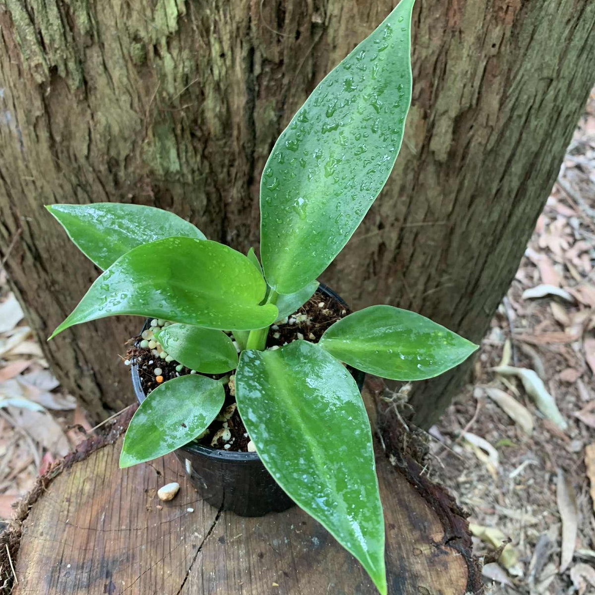 Philodendron Rugosum (aberrant form) — Nursery 2 U