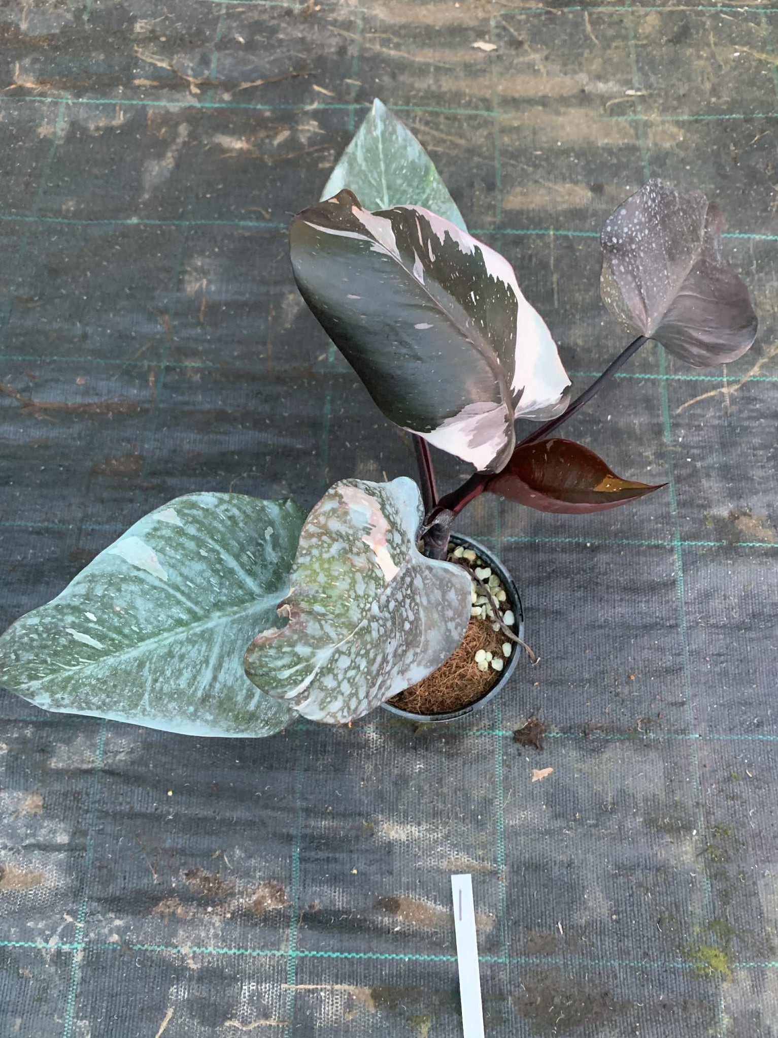 Philodendron Pink Princess #1 — Nursery 2 U