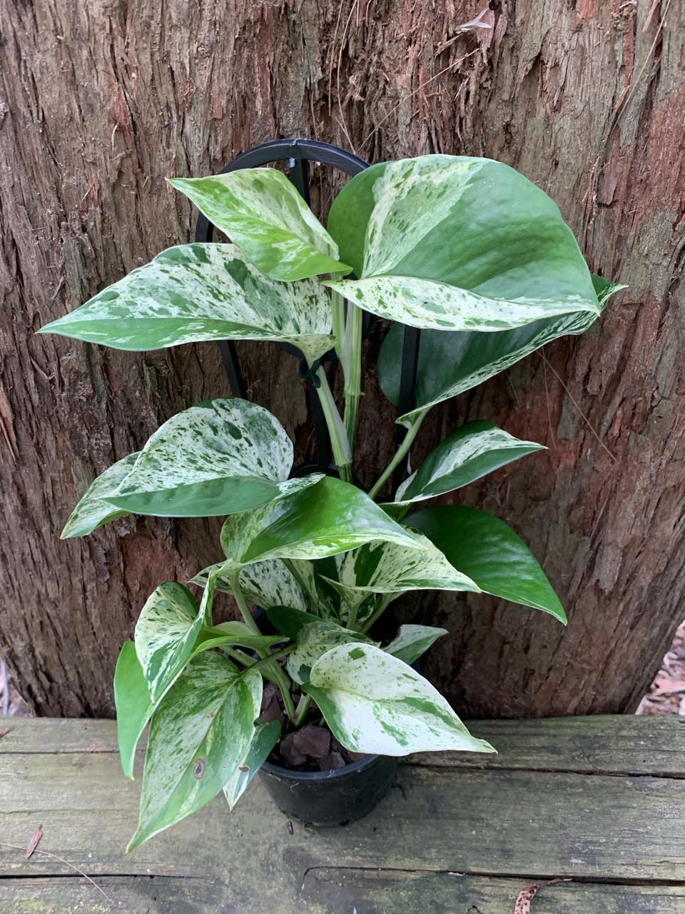 Pothos Marble — Nursery 2 U