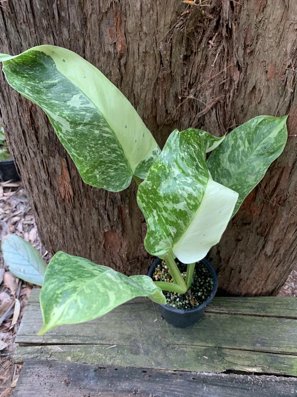 Philodendron Jose Buono 100mm "Off the Rack" — Nursery 2 U