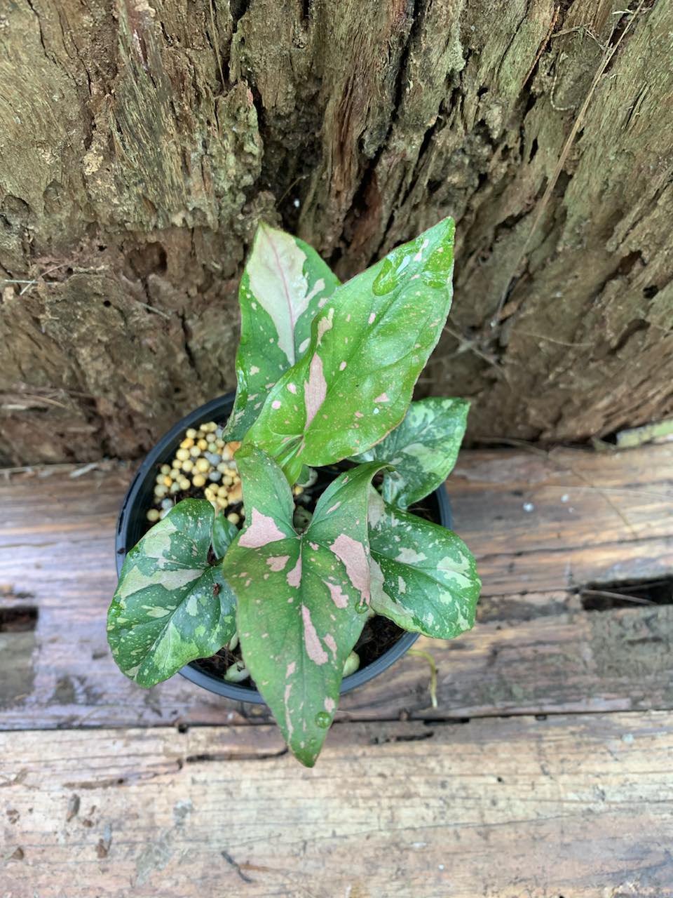 Syngonium Red Spot — Nursery 2 U