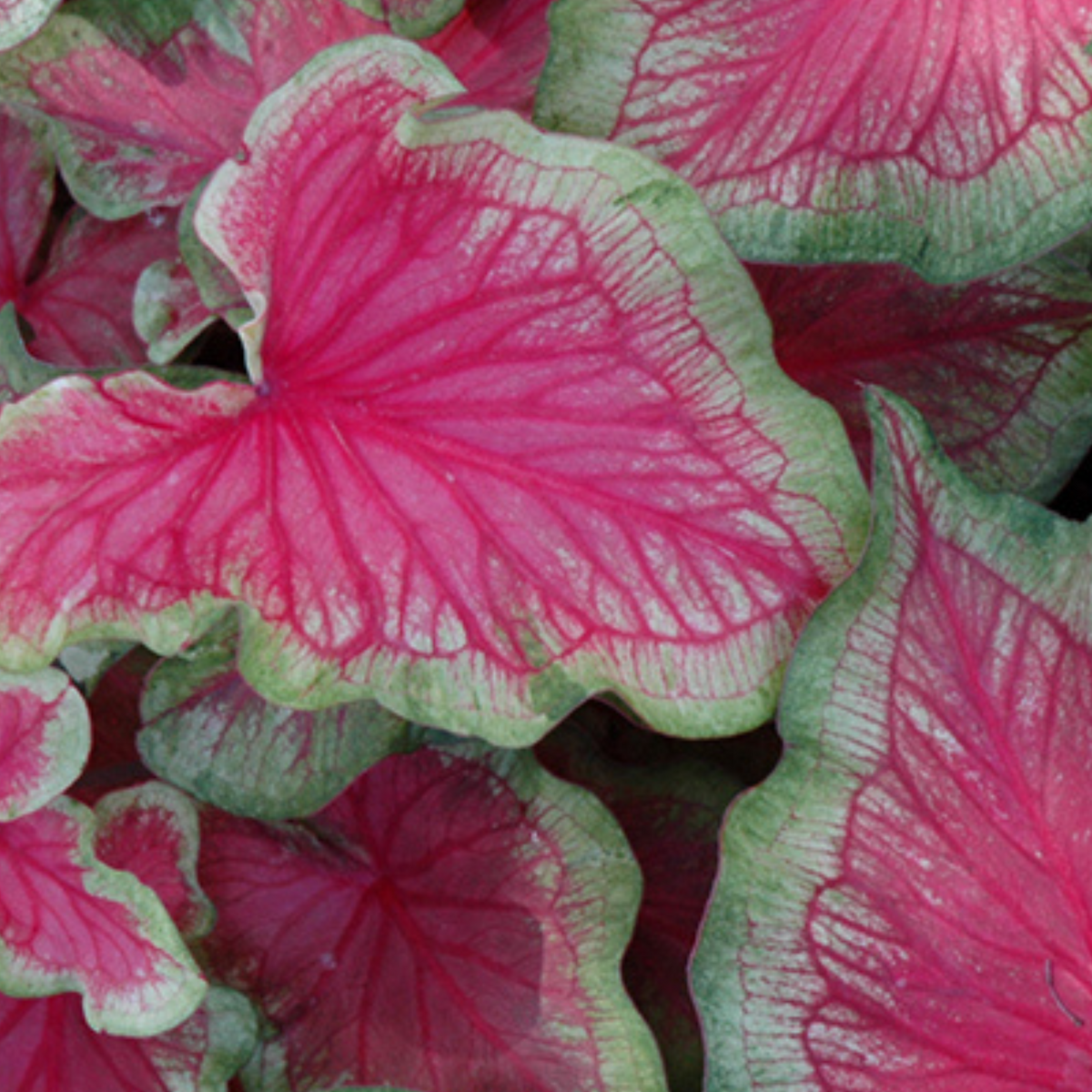 Caladium Tiki Torch — Nursery 2 U