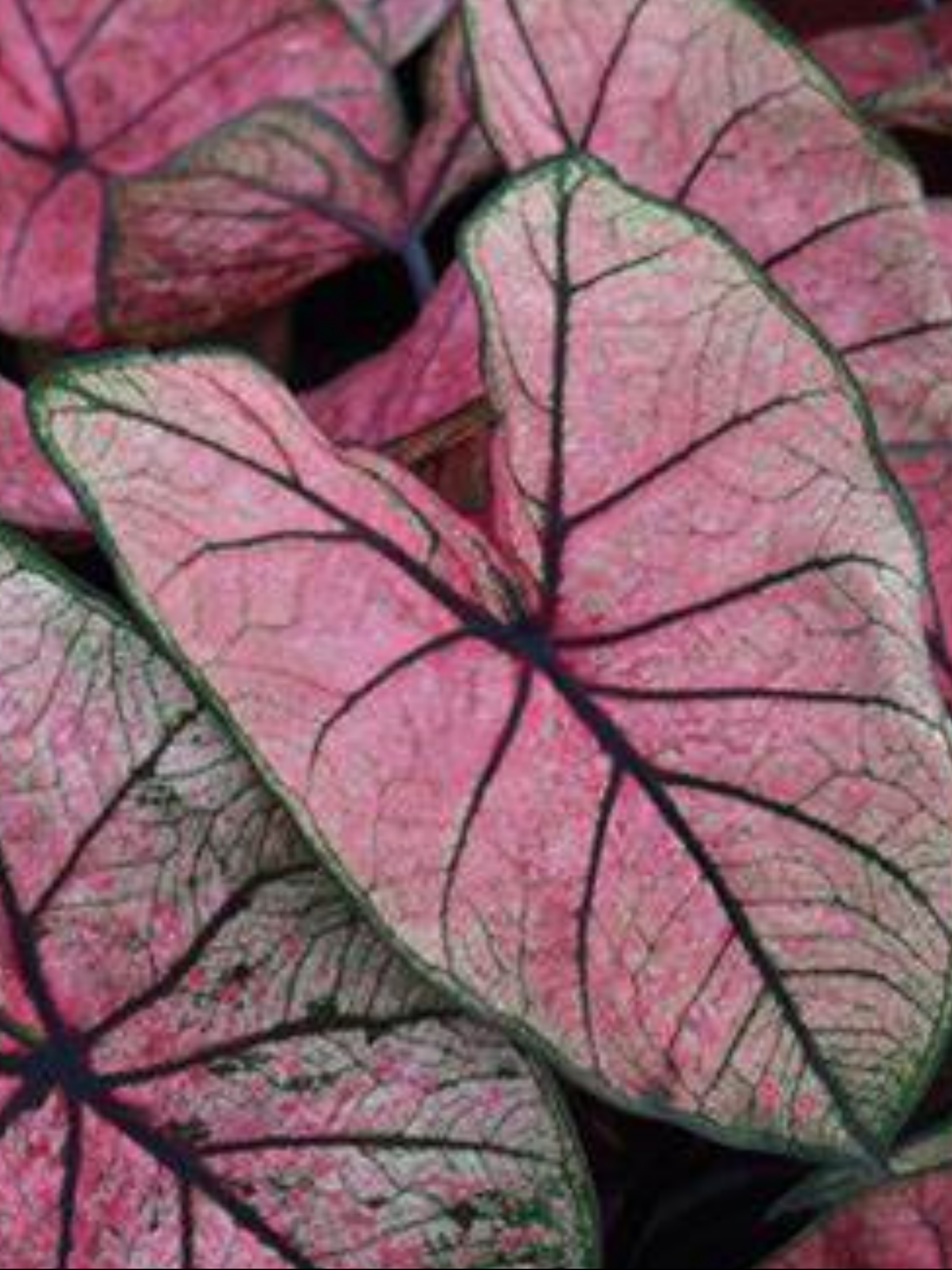 Caladiums | Caladium Plants Online Australia — Nursery 2 U