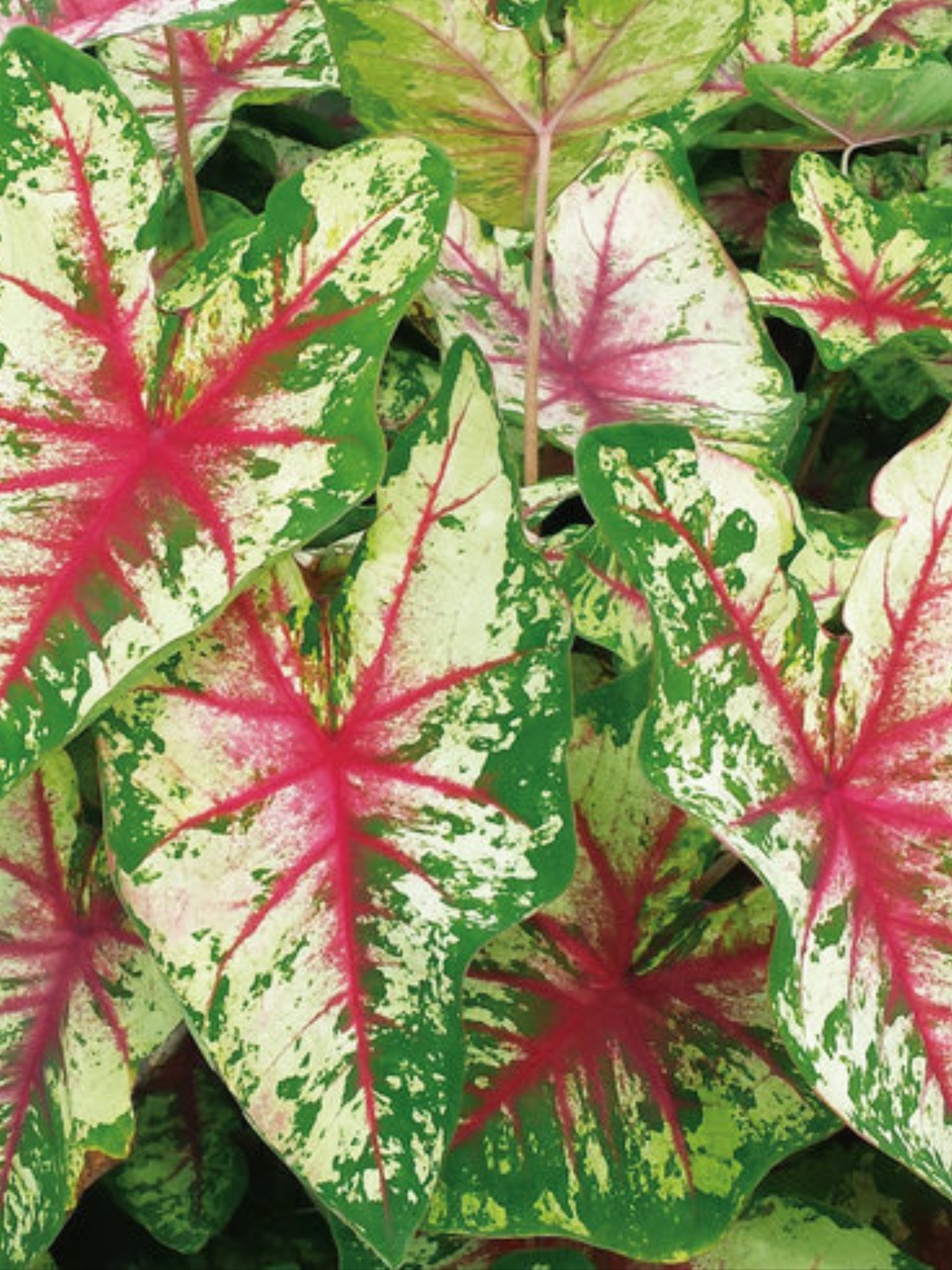 Caladiums | Caladium Plants Online Australia — Nursery 2 U