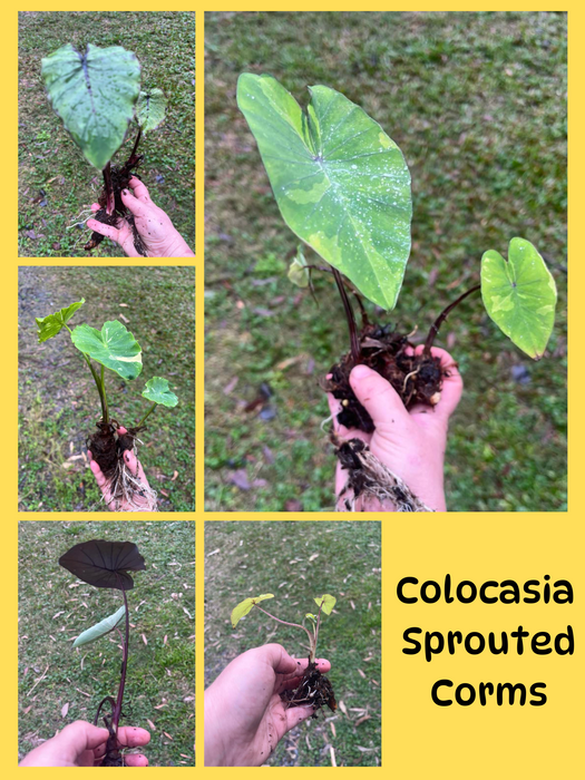 Colocasia Sprouted Corms - 6 Varieties — Nursery 2 U