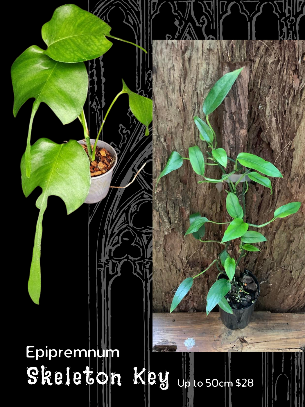 Epipremnum Skeleton Key — Nursery 2 U