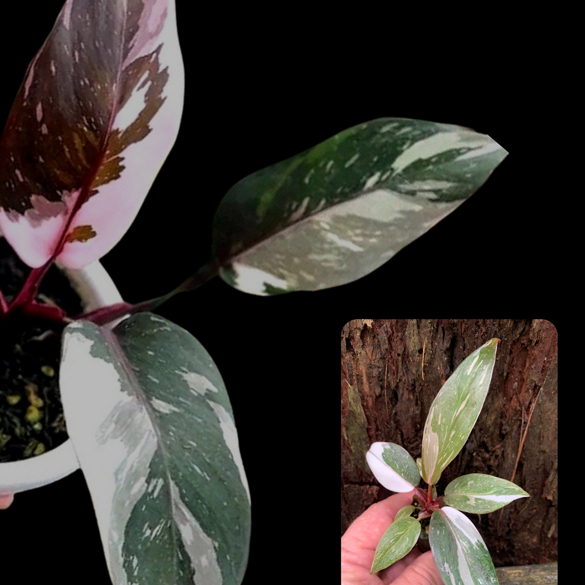 Philodendron Red Anderson Variegated — Nursery 2 U