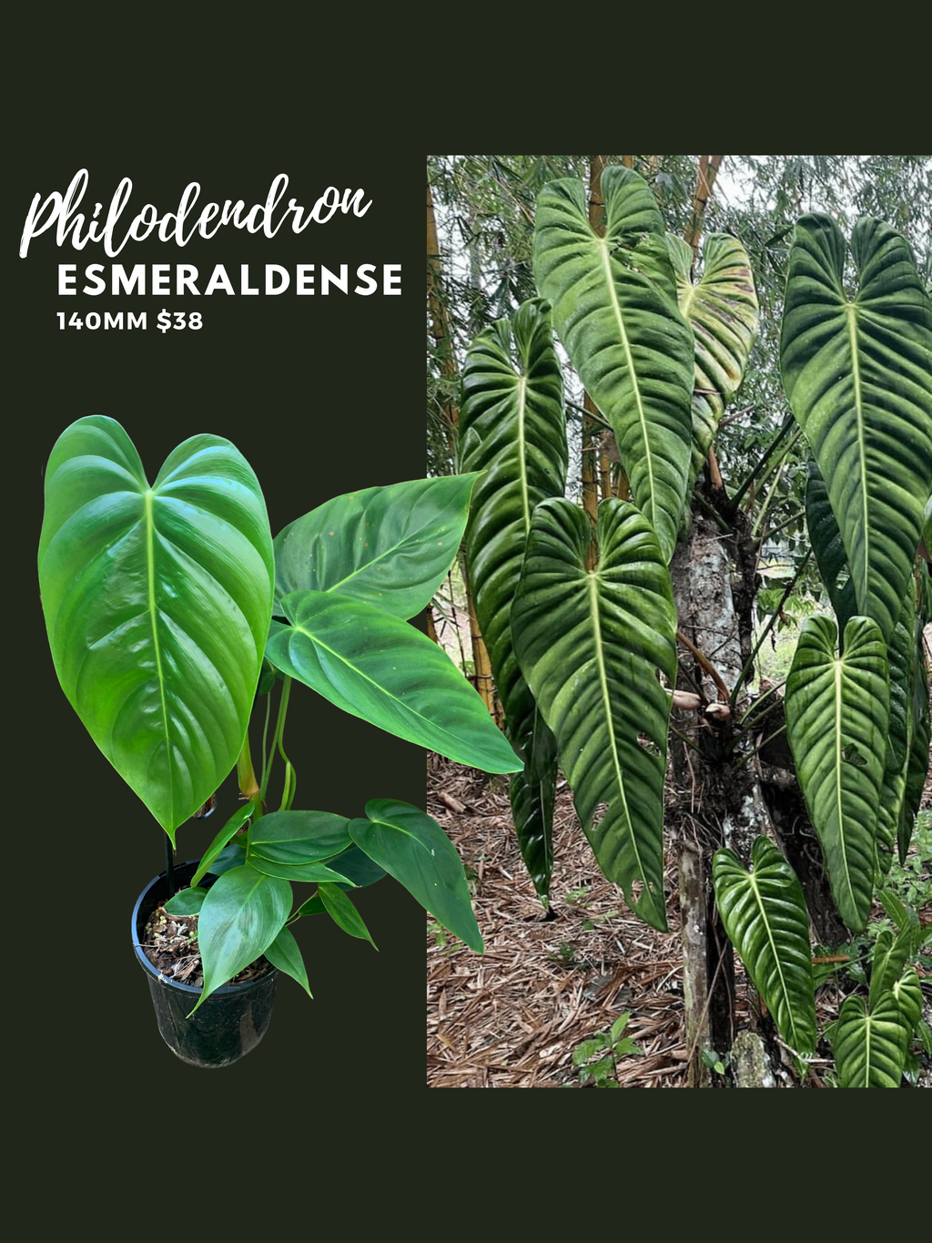 Philodendrons | Philodendron Indoor Plants Australia — Nursery 2 U