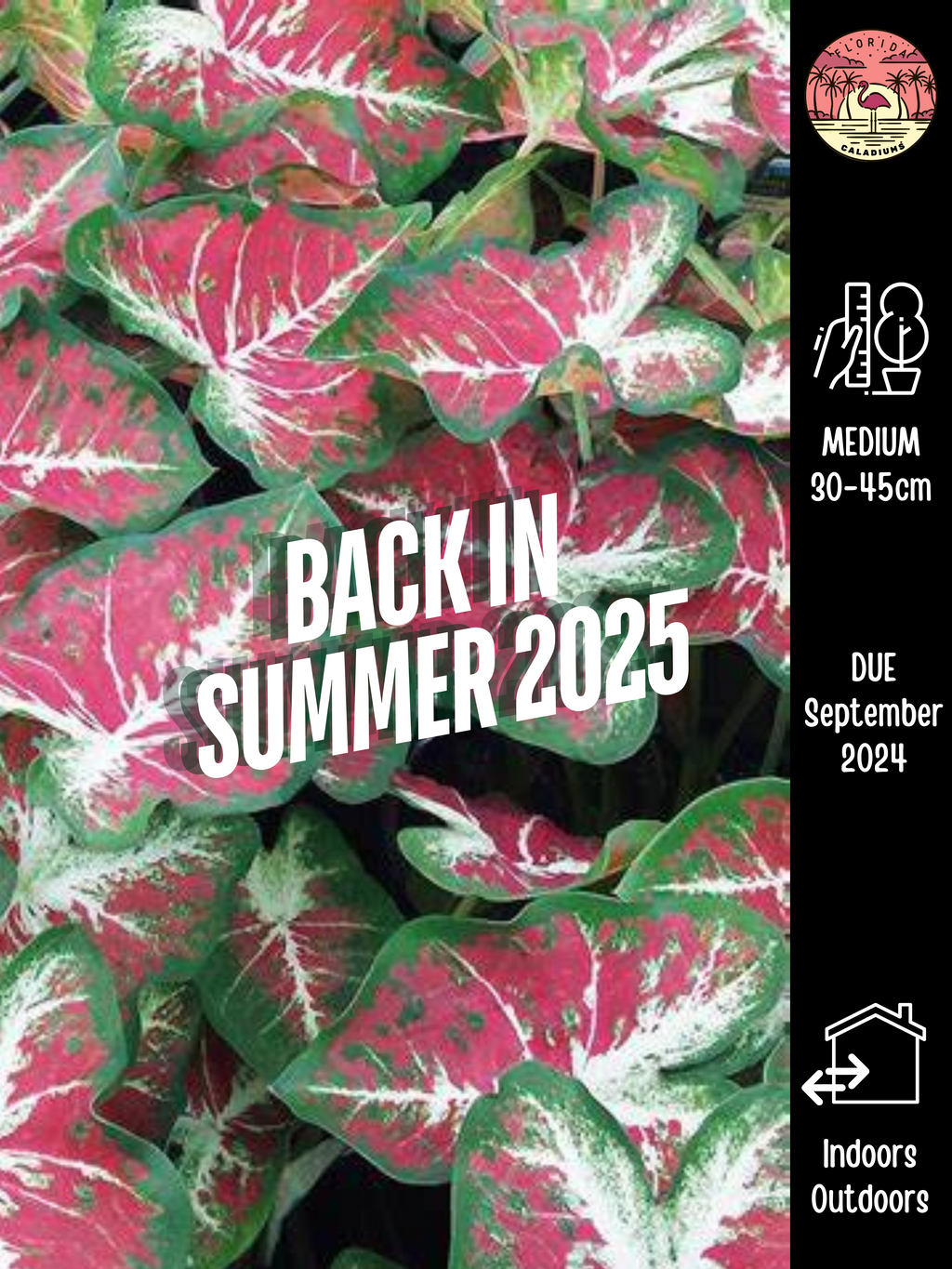 Caladiums | Caladium Plants Online Australia — Nursery 2 U