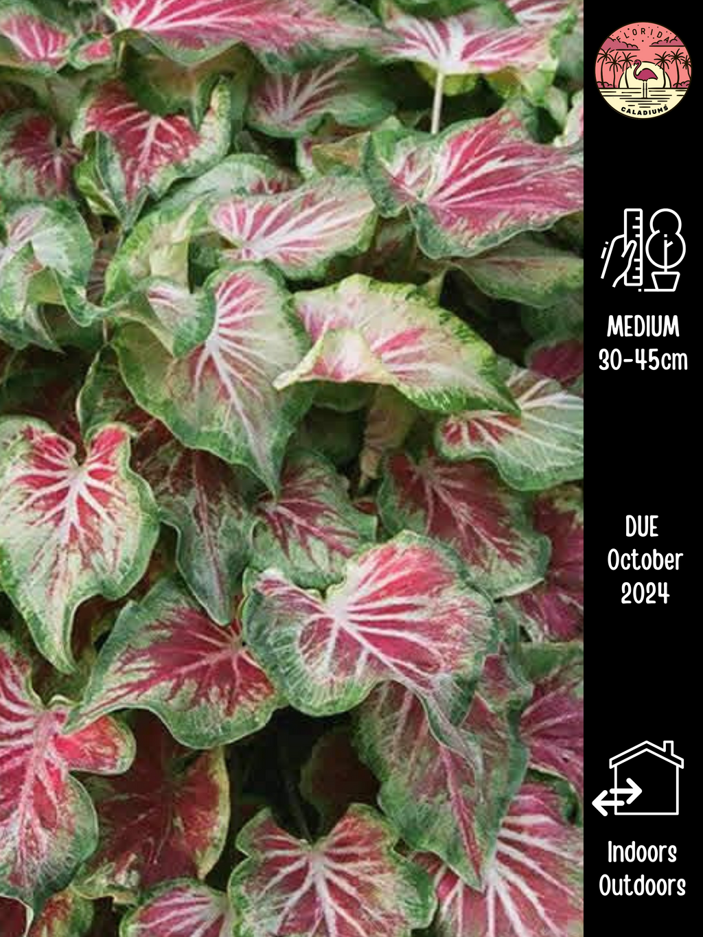 Caladiums | Caladium Plants Online Australia — Nursery 2 U