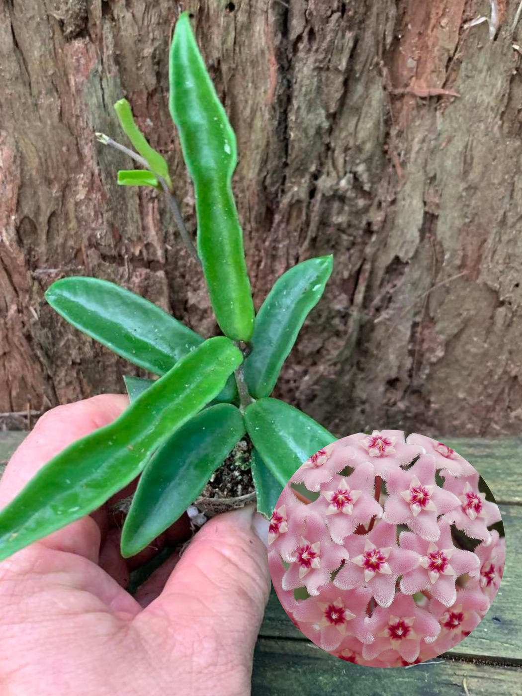 Hoya Minibelle — Nursery 2 U