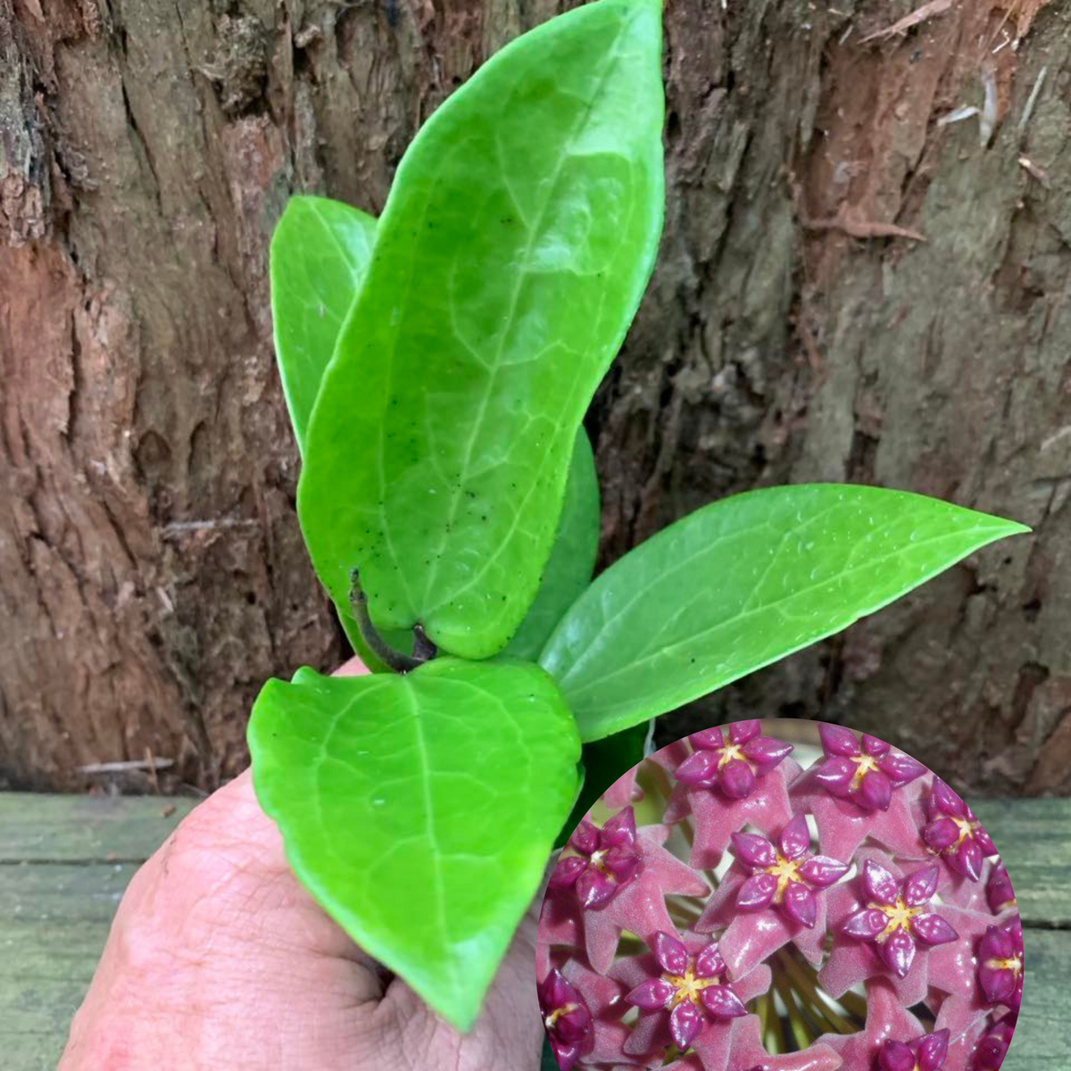 Hoya Purpurea Fusca — Nursery 2 U