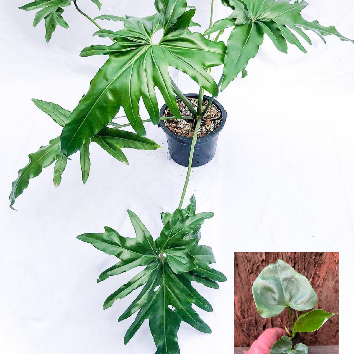 Philodendron Angela | Thaumatophyllum African Fantasy — Nursery 2 U