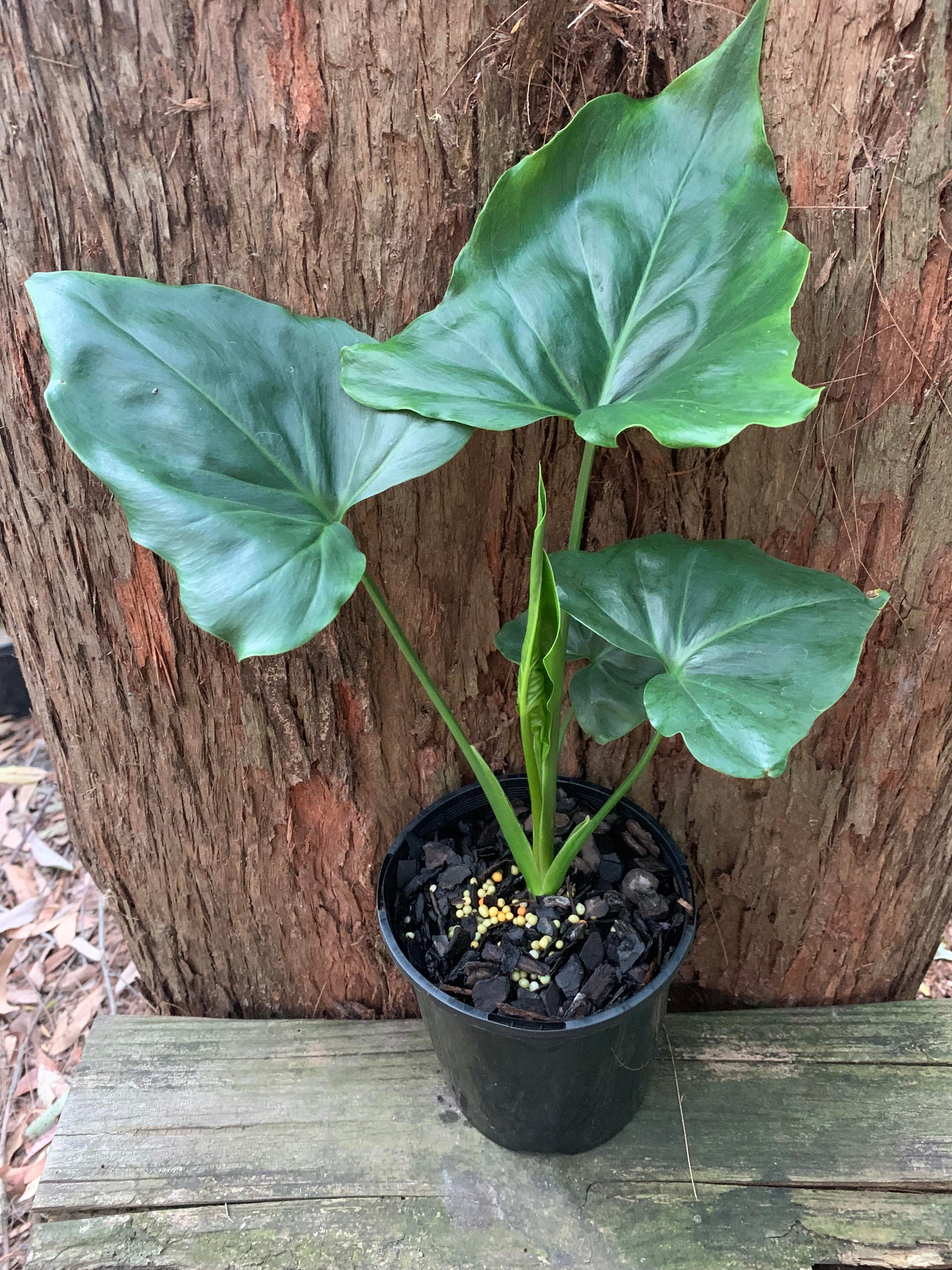 Philodendron Angela | T. African Fantasy — Nursery 2 U