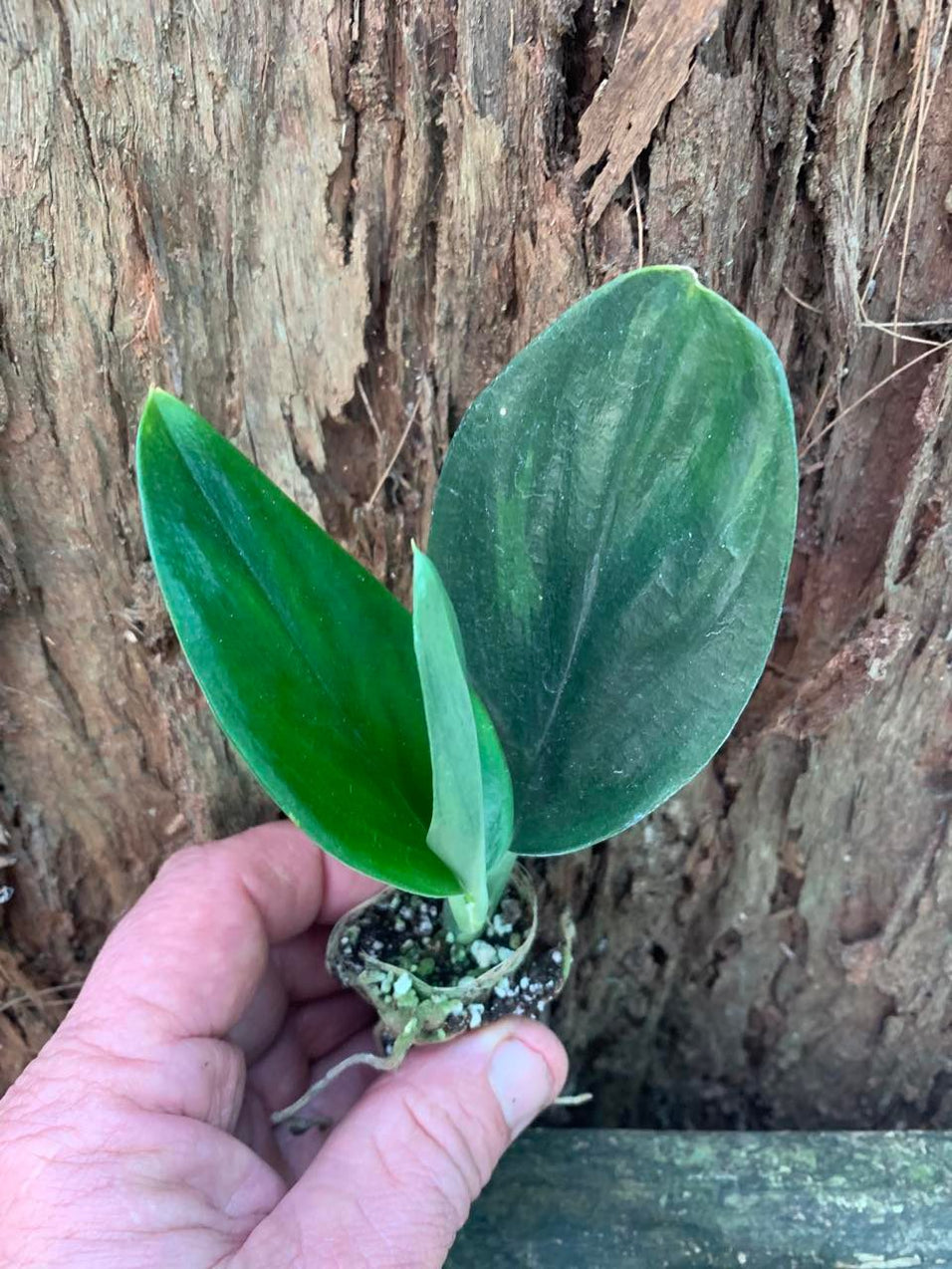 Scindapsus Treubii Dark Form Starter — Nursery 2 U