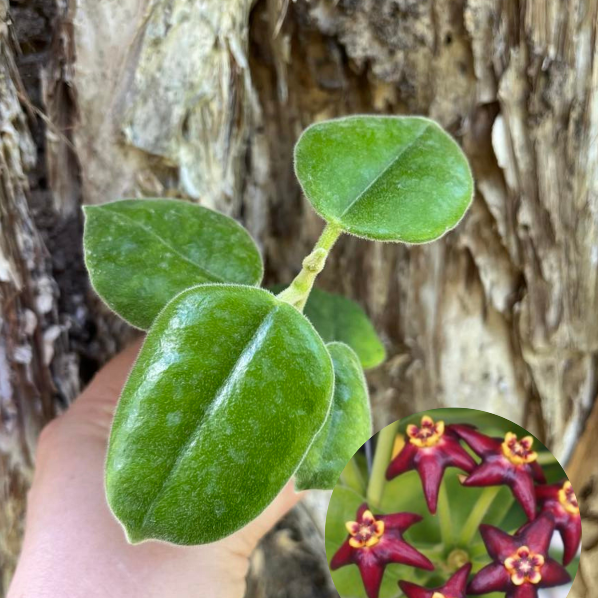 Hoya Ciliata — Nursery 2 U