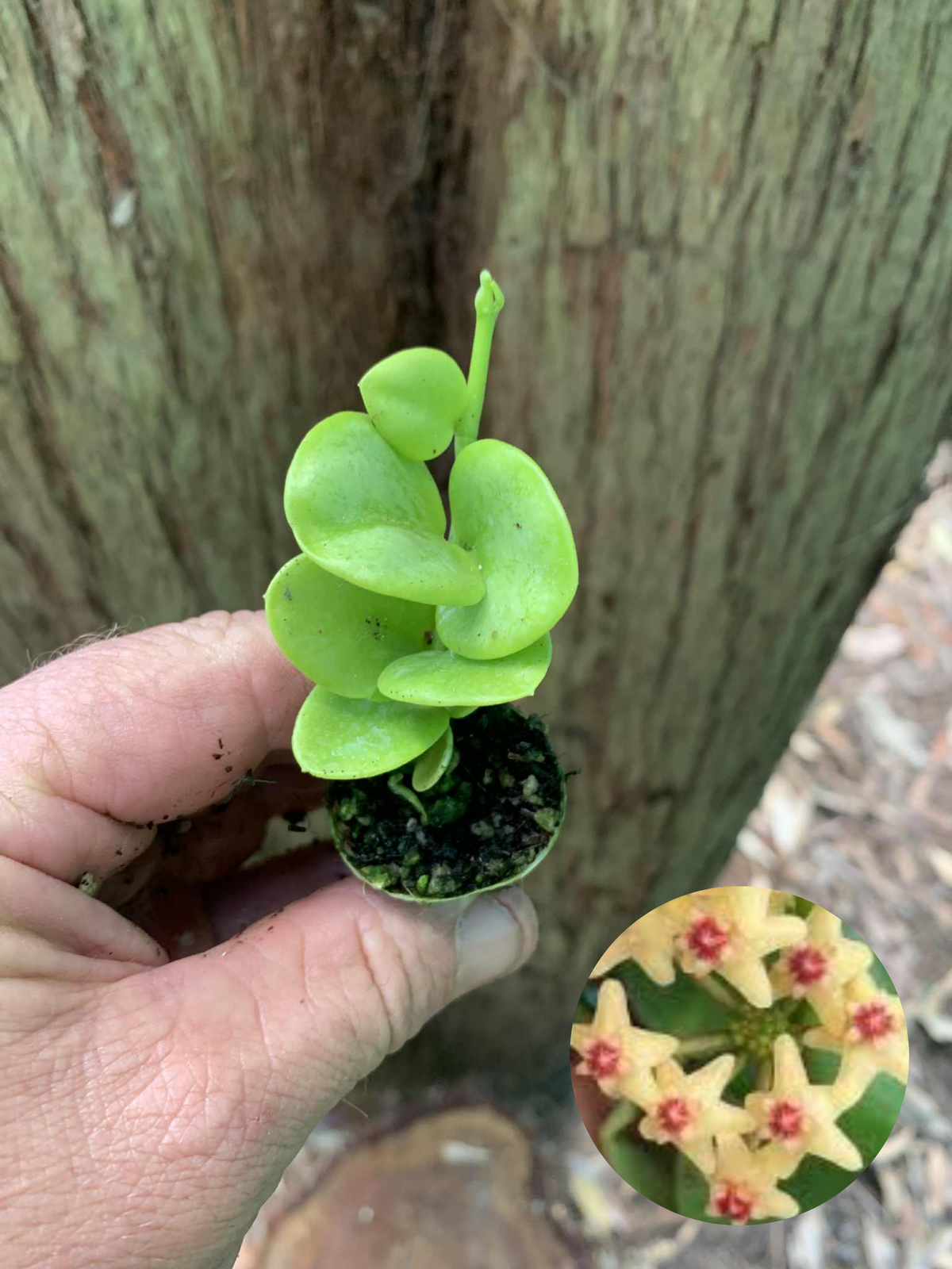 Hoya Collina Splash — Nursery 2 U