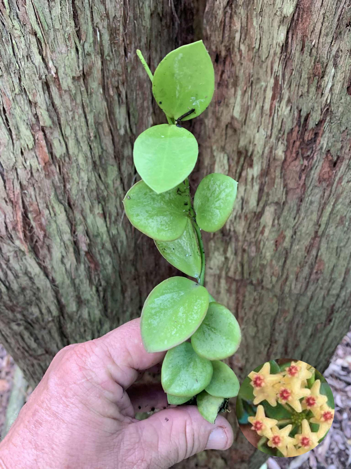 Hoya Collina Splash — Nursery 2 U