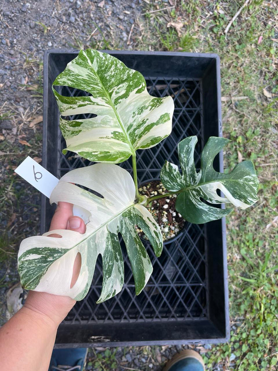 Monstera Plants for Sale Online in Australia — Nursery 2 U