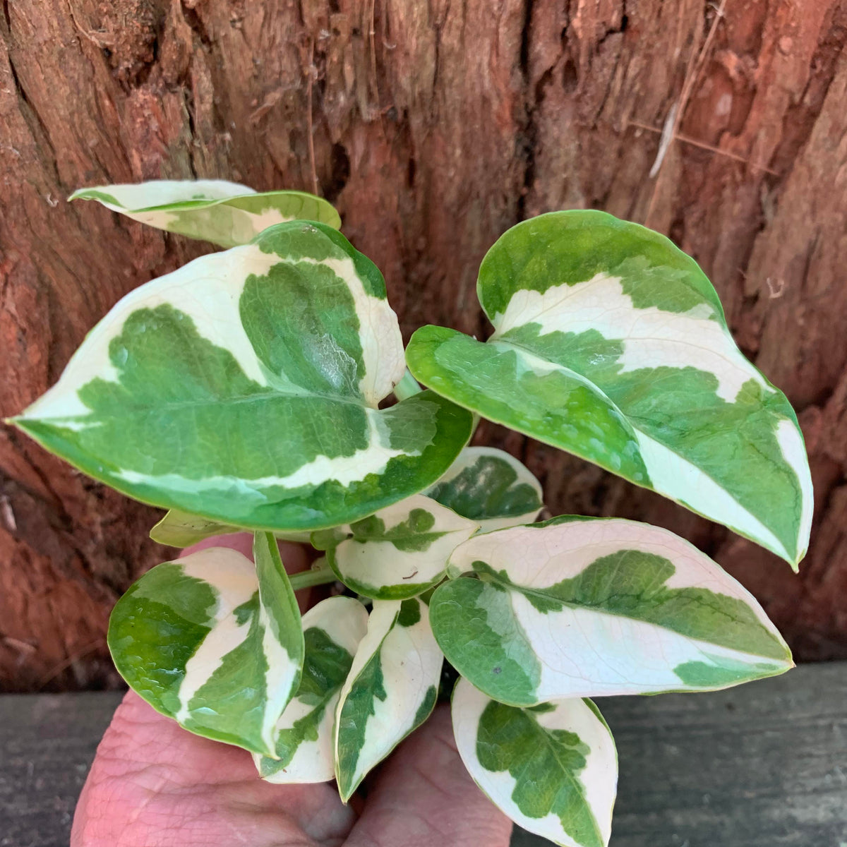 Pothos Snow Queen — Nursery 2 U