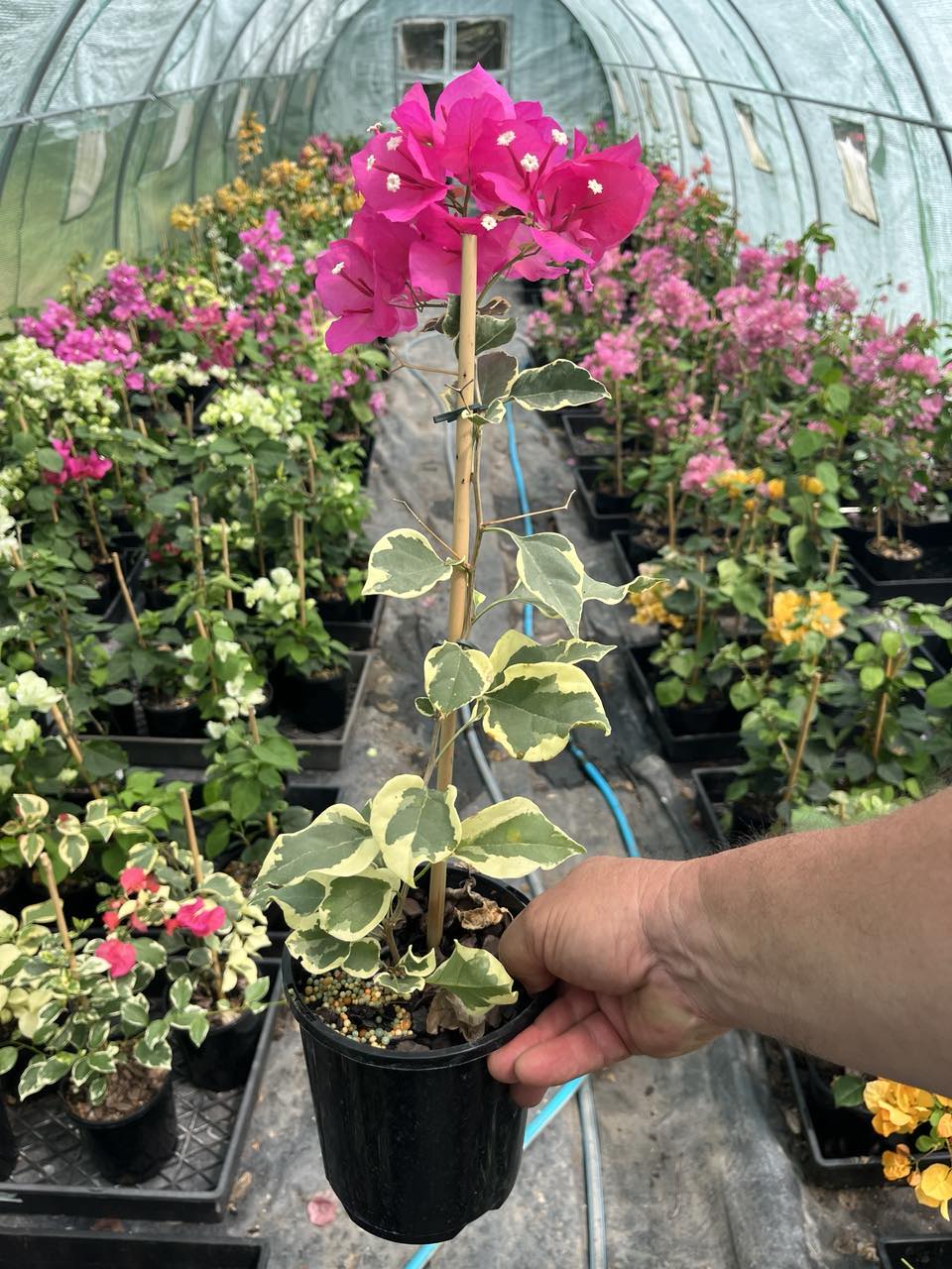 Raspberry Ice Bougainvillea Plant Marianne Majerus Garden Images
