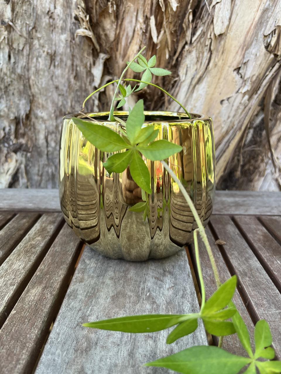 Gold Pot - Small — Nursery 2 U