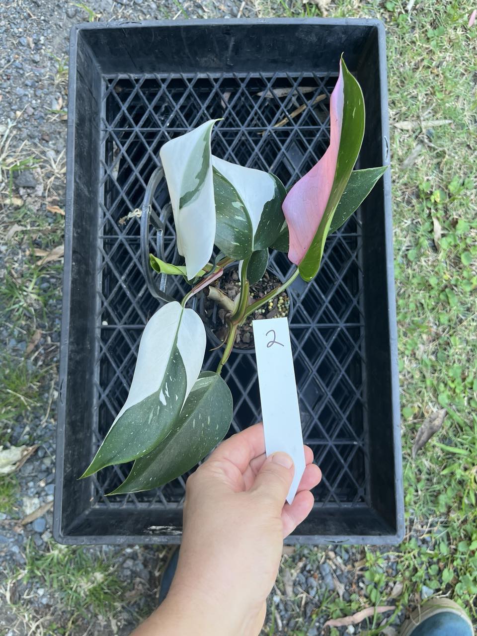 Philodendron White Princess #2 — Nursery 2 U