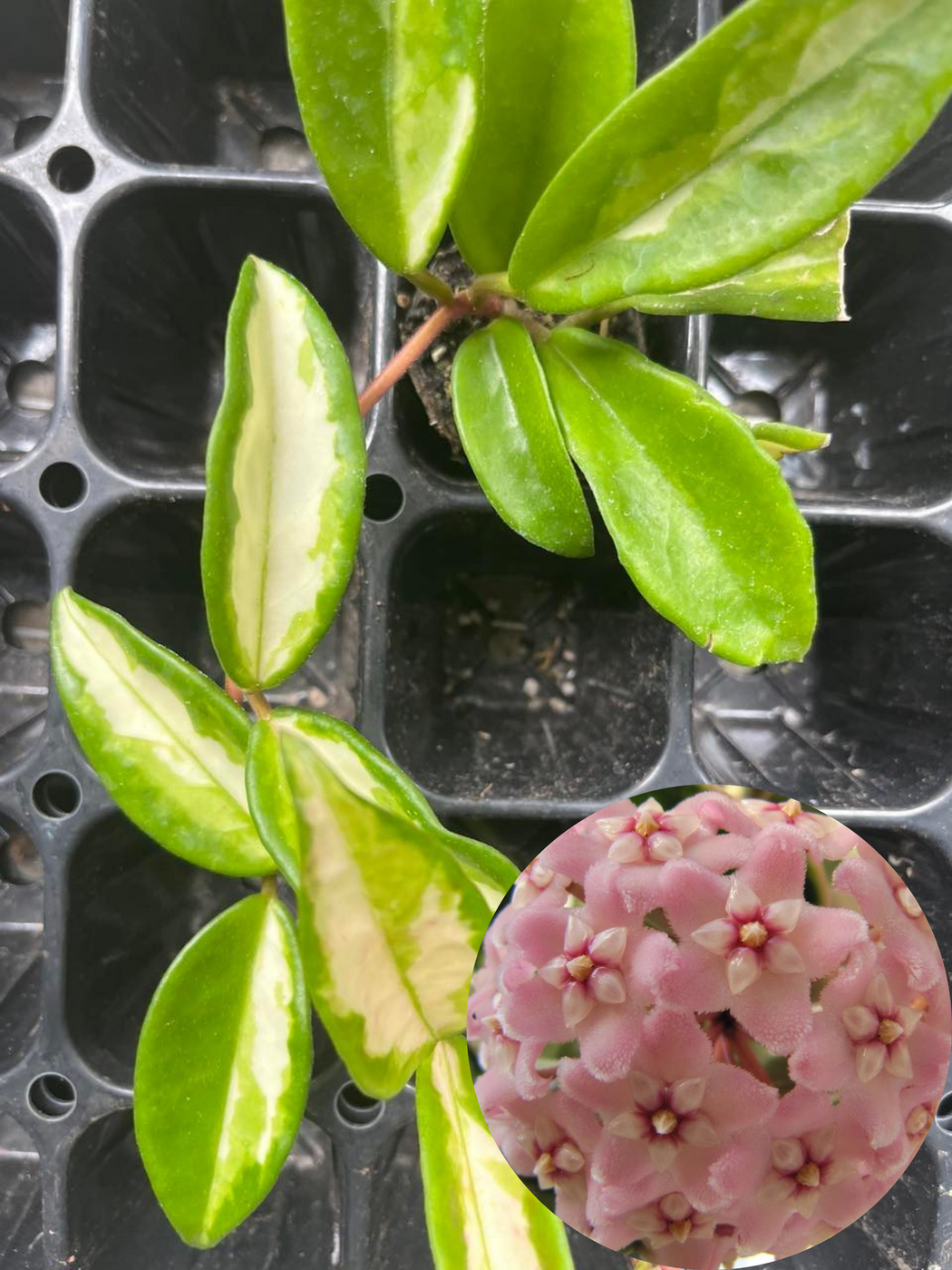 Hoya Carnosa Variegata — Nursery 2 U