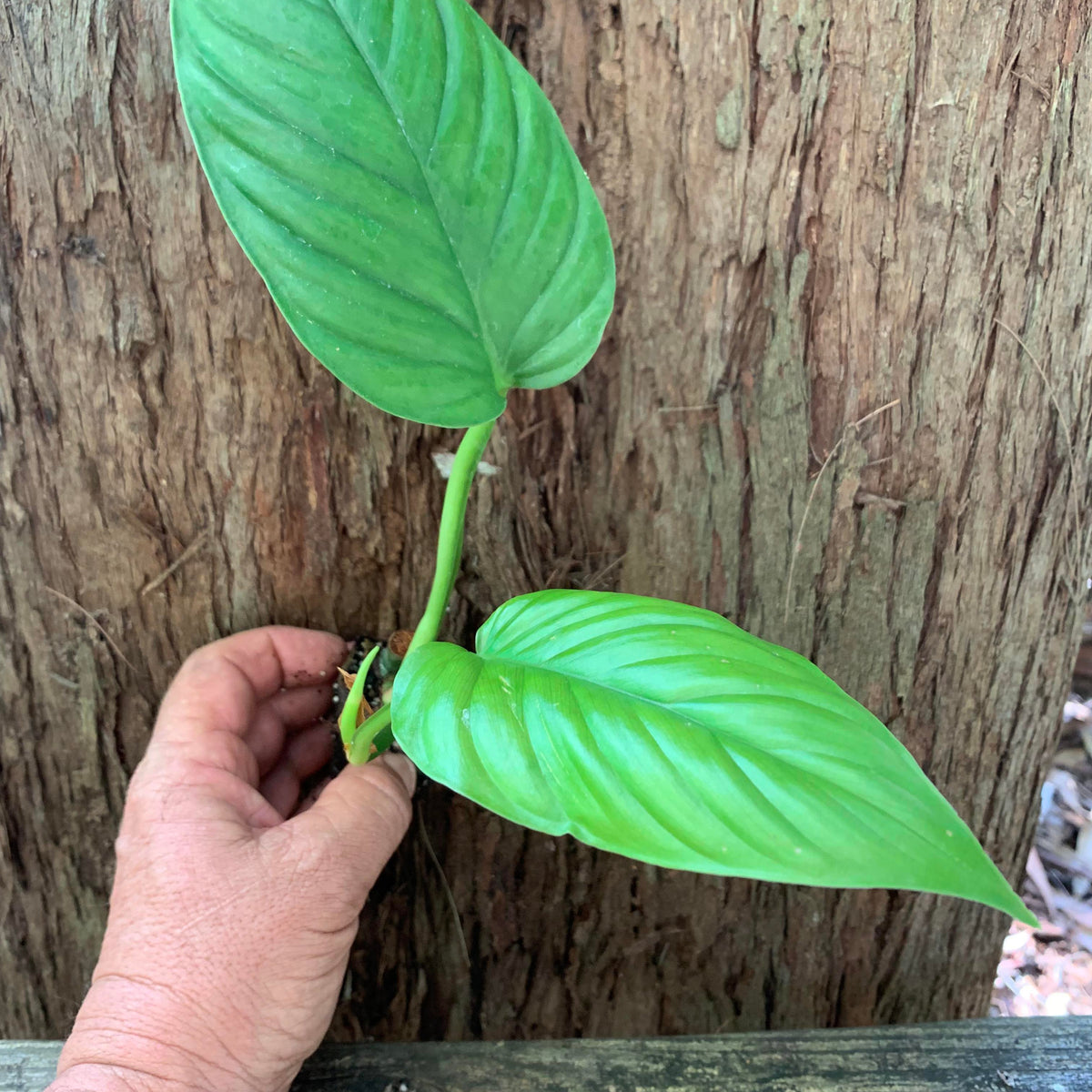 Philodendron Ernestii Starter Plant — Nursery 2 U