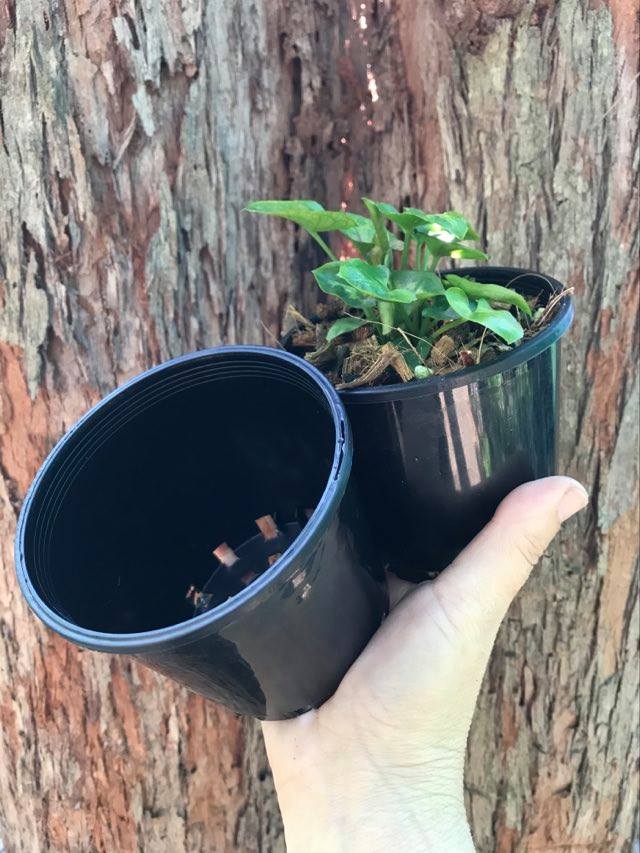 100mm Black Nursery Pots 4 for $2 — Nursery 2 U